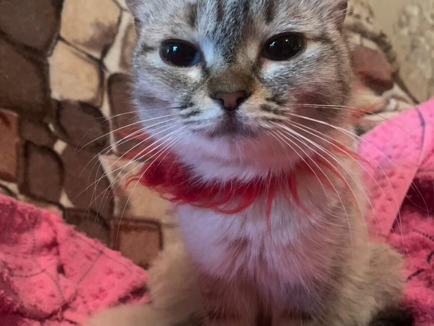 Кошки в добрые руки