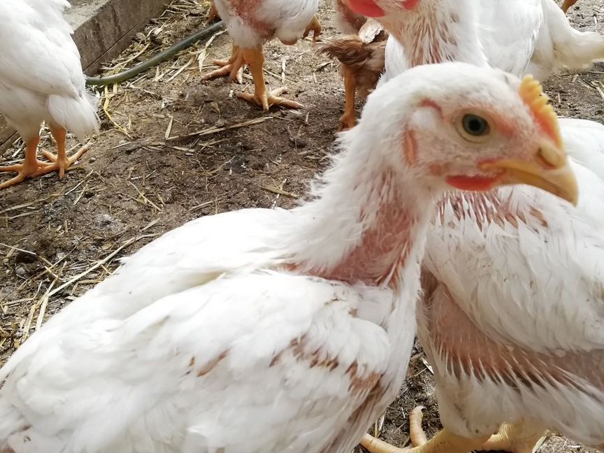 Цыплята бройлеры кобб 500