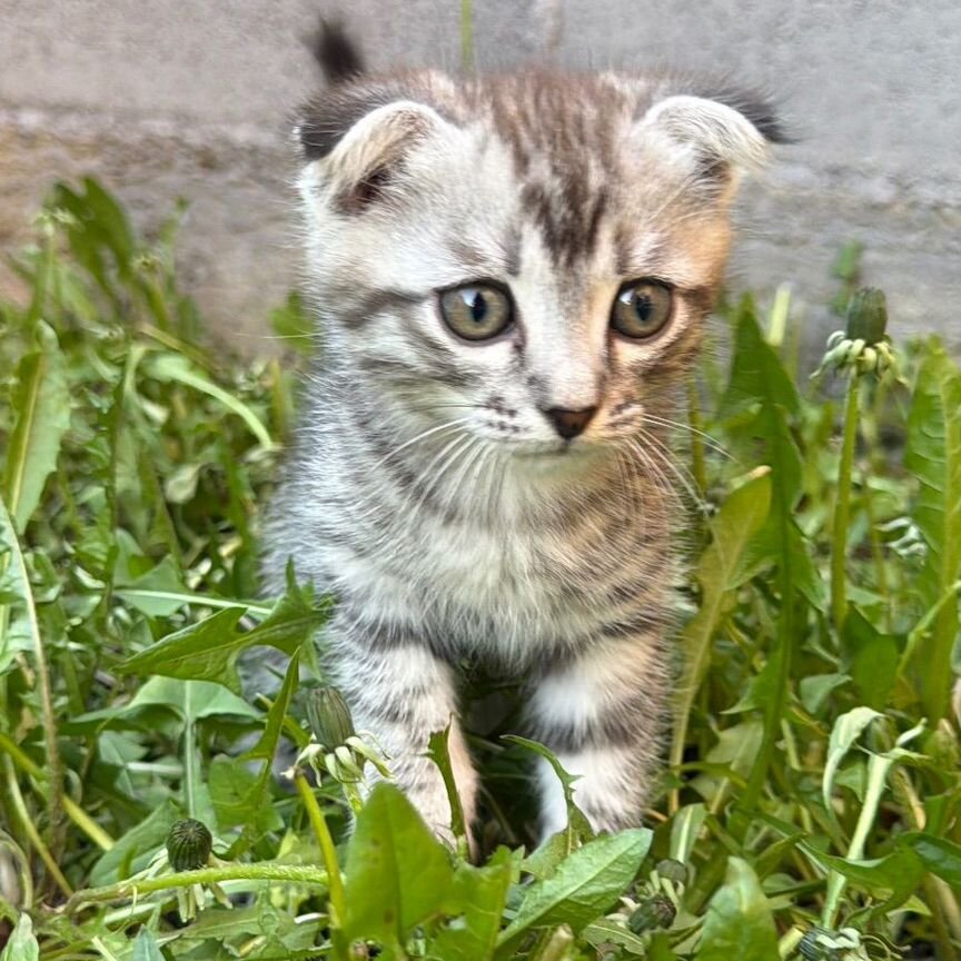 Шотландский вислоухий короткошёрстный котёнок