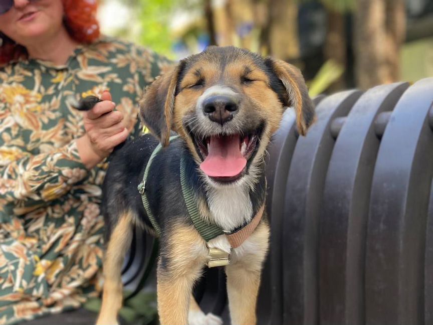 Очаровательный щенок в добрые руки