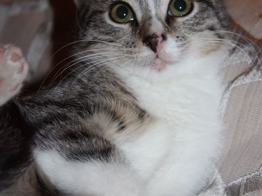 Котята рысята