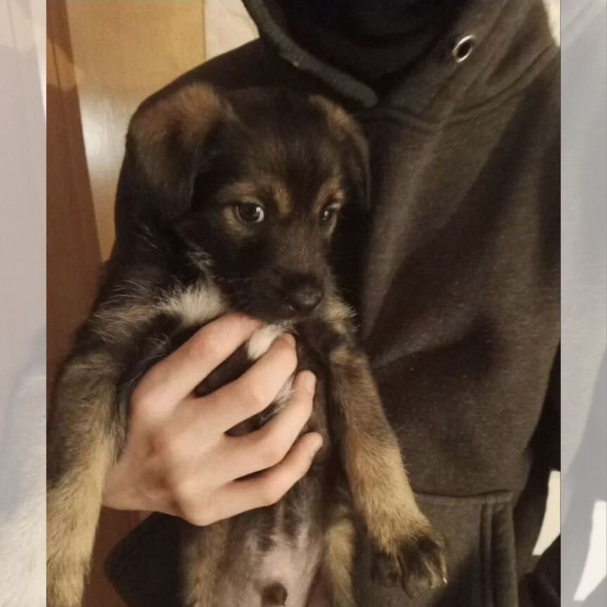 Африканис, щенок