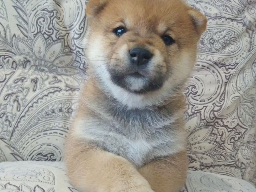 Щенки сиба-ину, шиба-ину