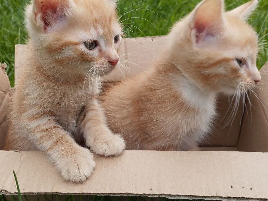 Котята от домашней кошки в Петербурге