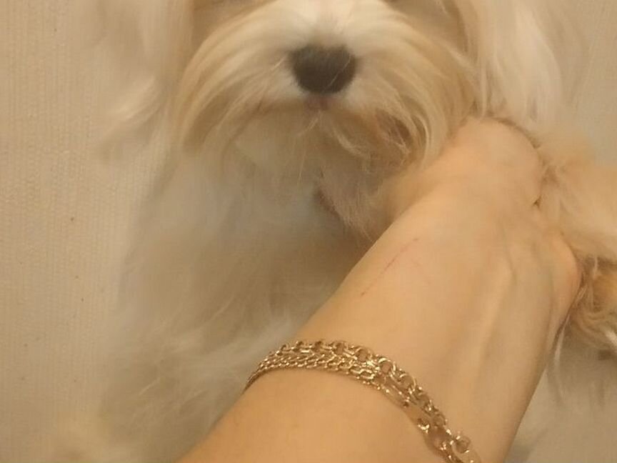 Мальтезе кобель с документами РКФ