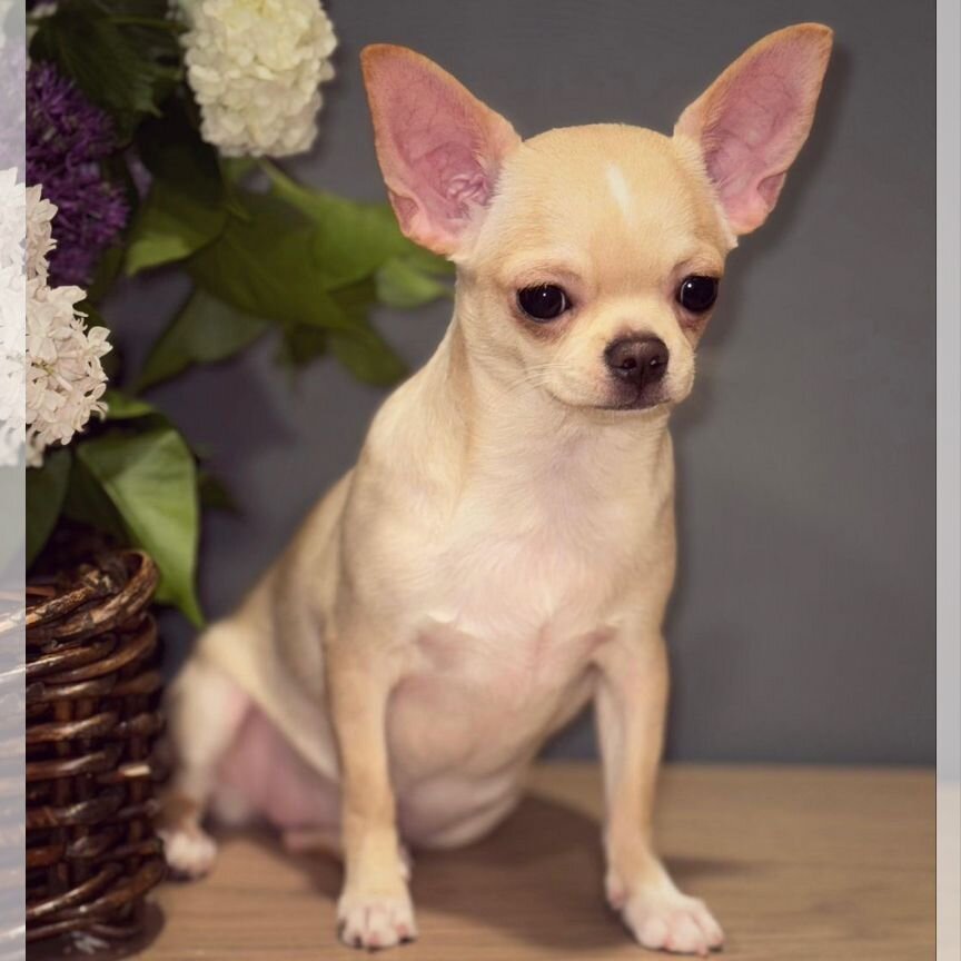 Чихуахуа, взрослая собака