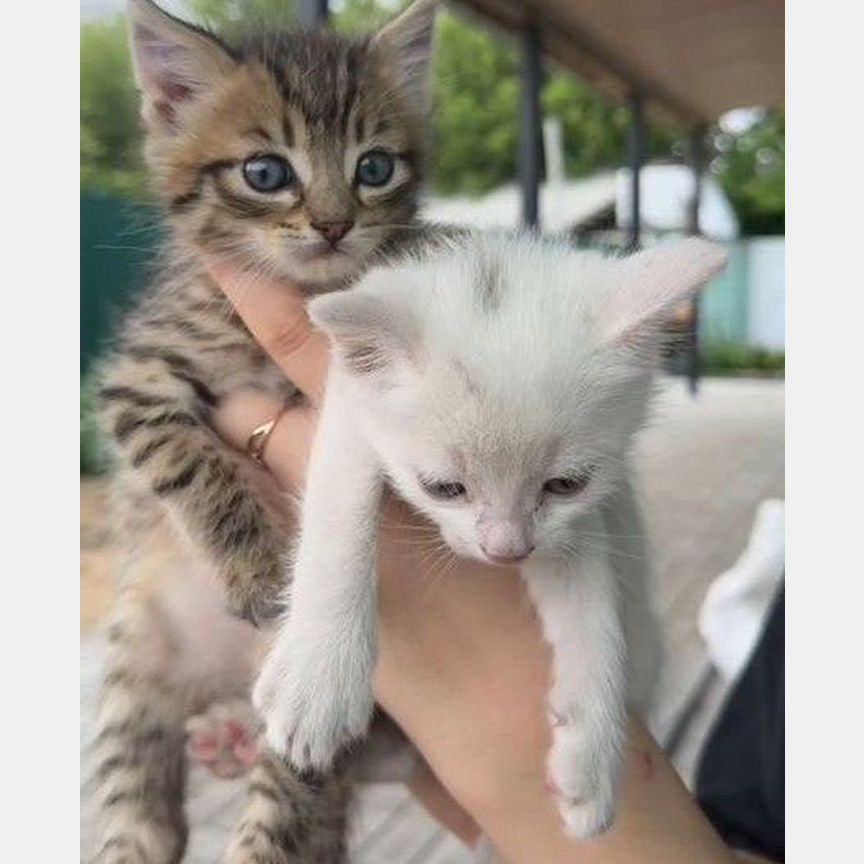 Котята в добрые руки