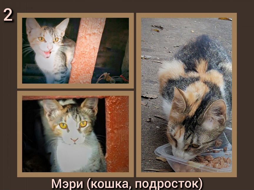 Трехцветный котенок ищет дом