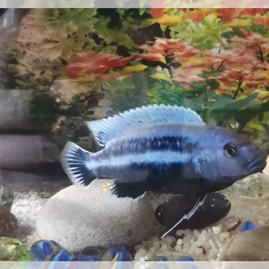 Меланохромис чипока