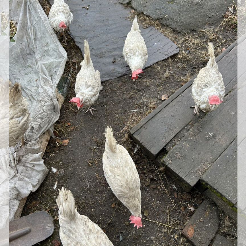 Куры несушки продам