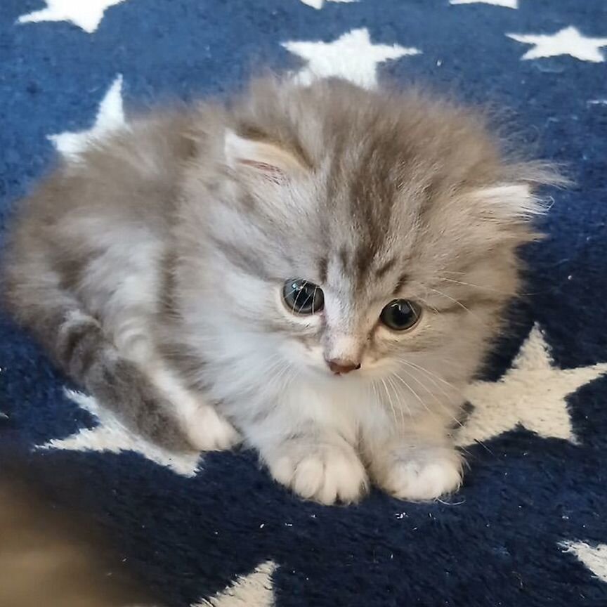 Котёнок в добрые руки