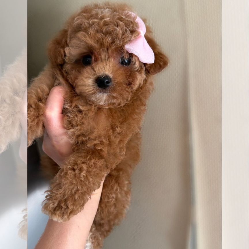 Мальтипу, щенок