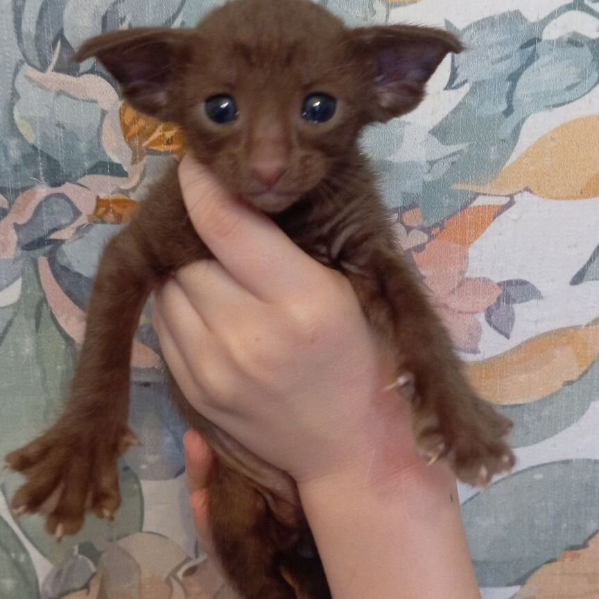 Ориентальный котёнок