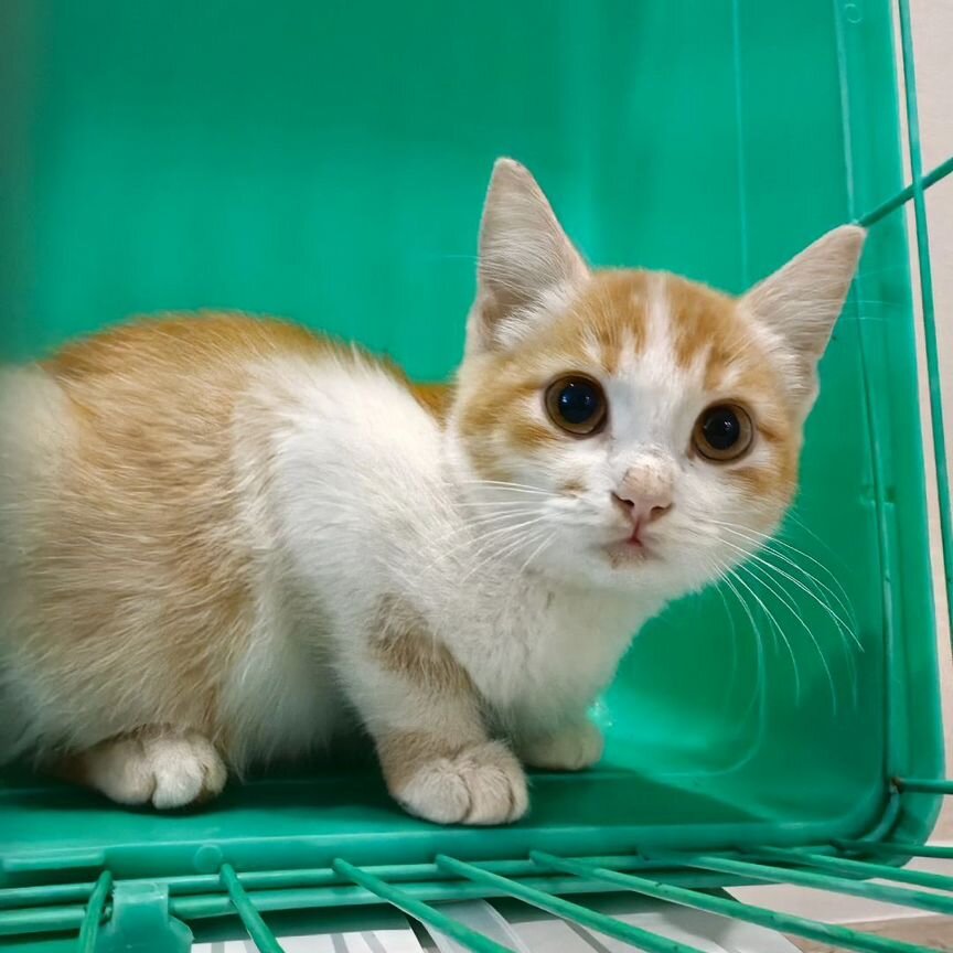 Котёнок - мальчик