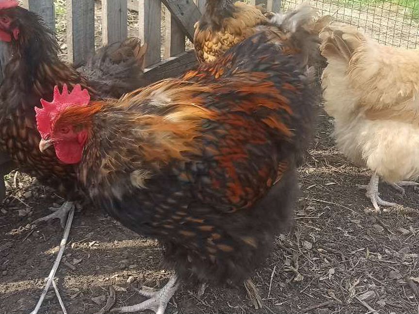 Инкубационное яйцо кур, породы Орпингтон