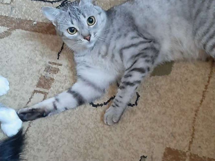 Кошка отдам в хороший руки