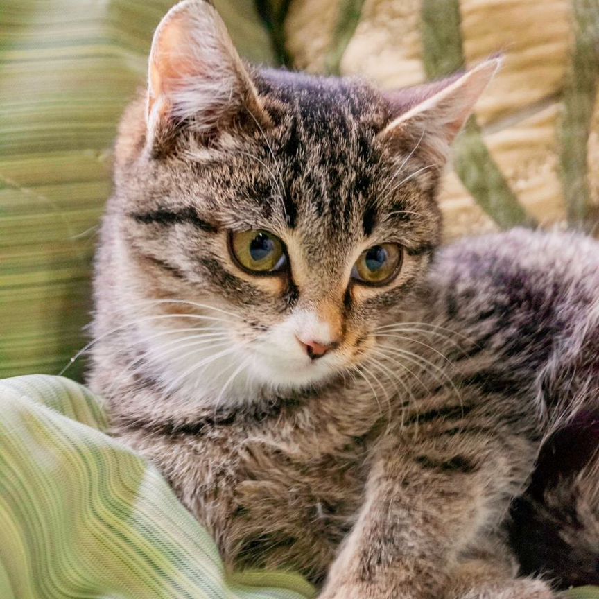 Невозможная красавица котенок Шурочка