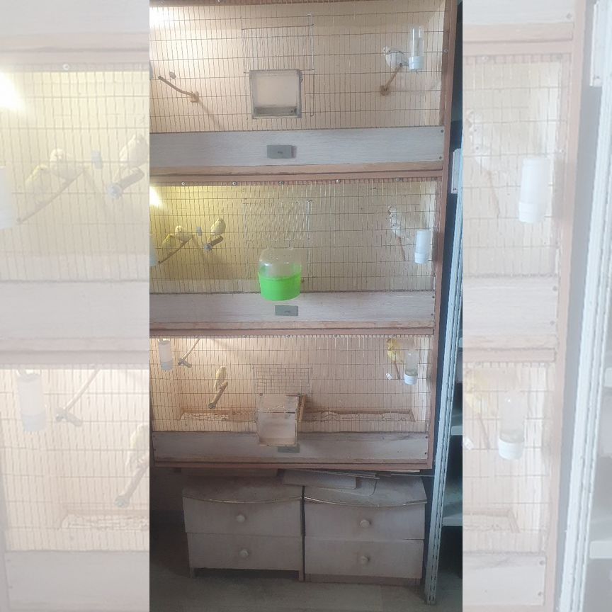 Кенара и канарейки