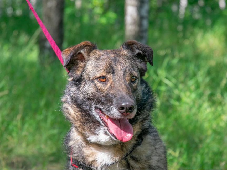 Собака скучает в приюте