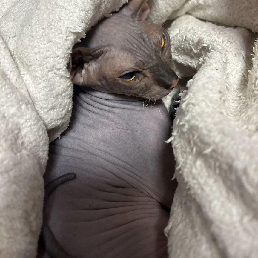 Донской сфинкс, взрослая кошка