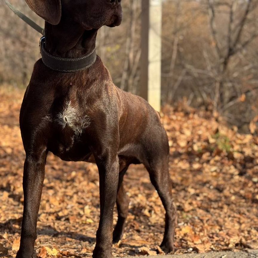 Курцхаар в добрые руки