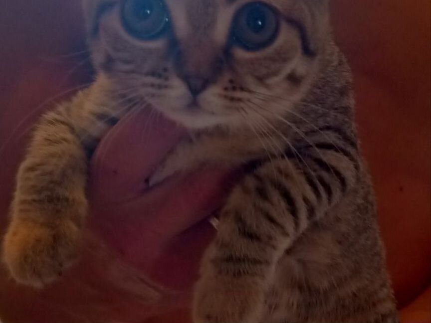 Британская кошка