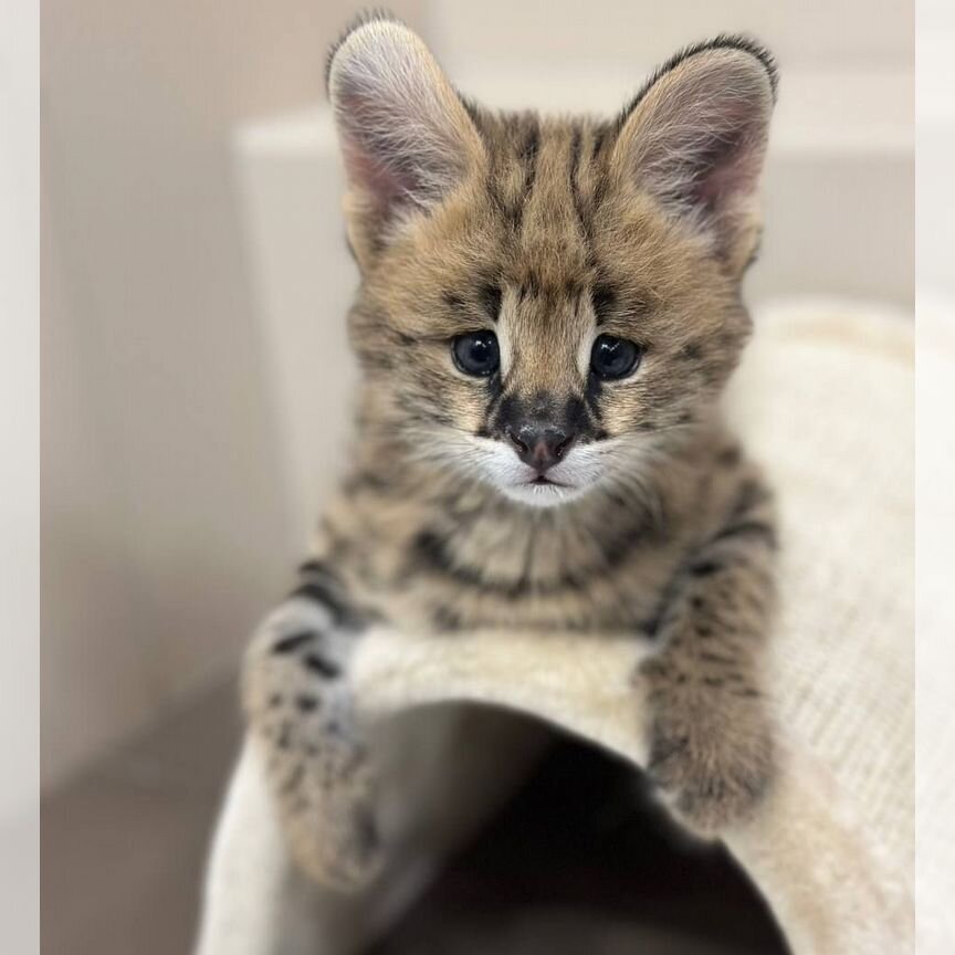 Котята саванна