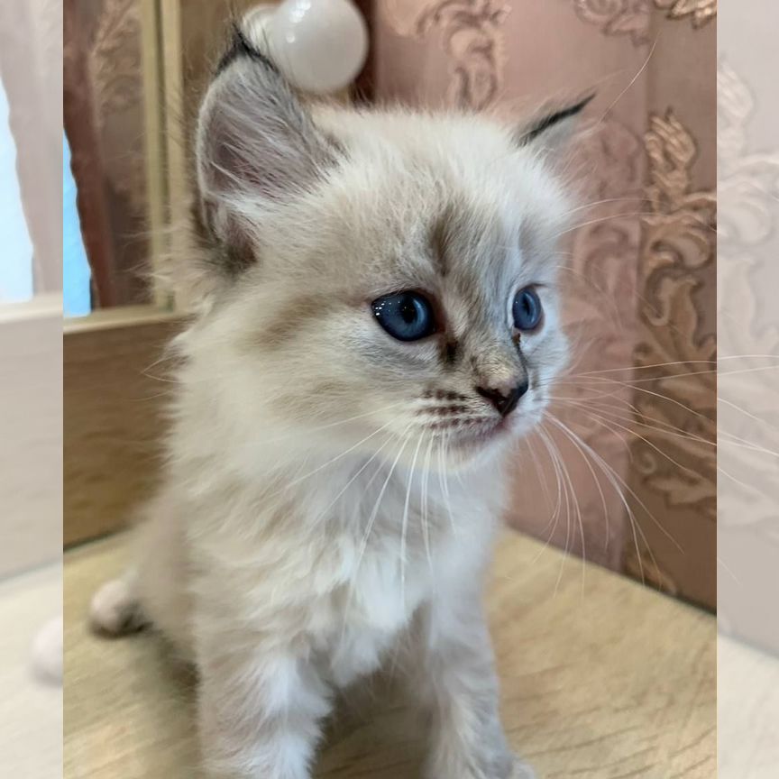 Сиамские котята