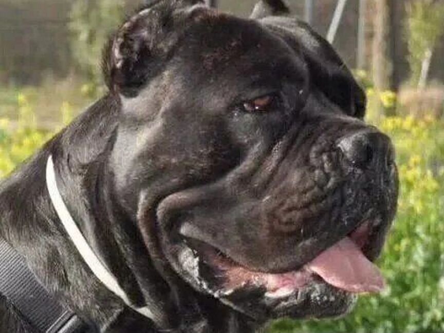 Кане корсо -Миланская Красота