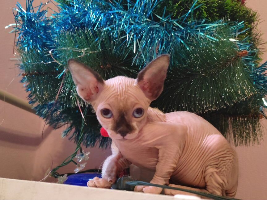 Канадский сфинкс девочка