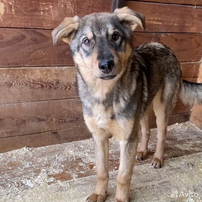 Малыш Томми ищет свою семью