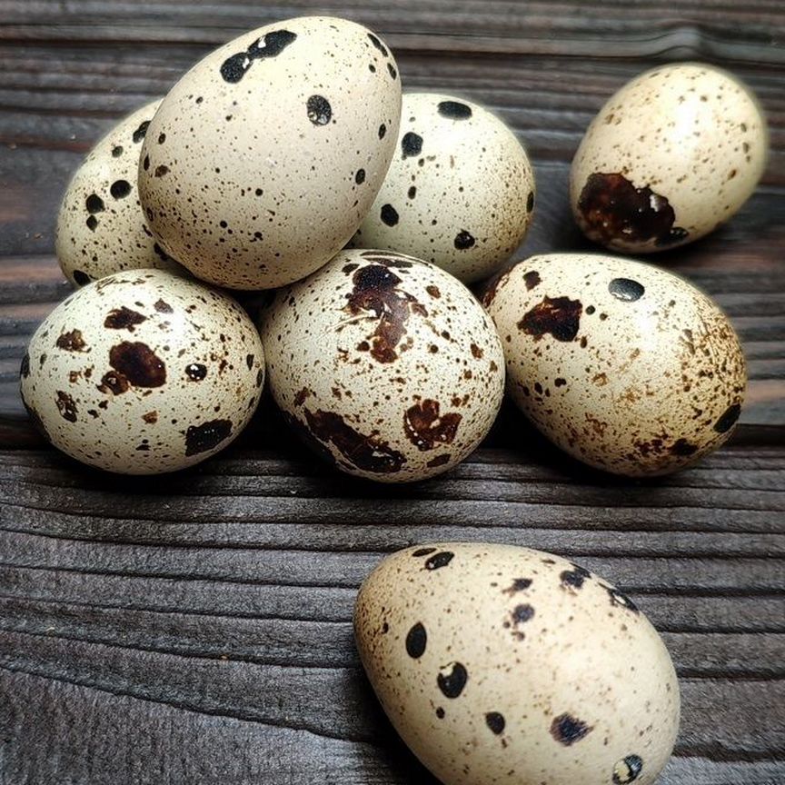 Яйца перепелиные