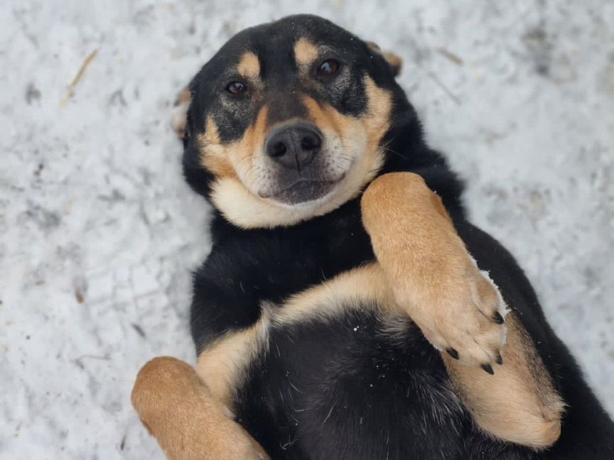 Собака в дар, Лекс