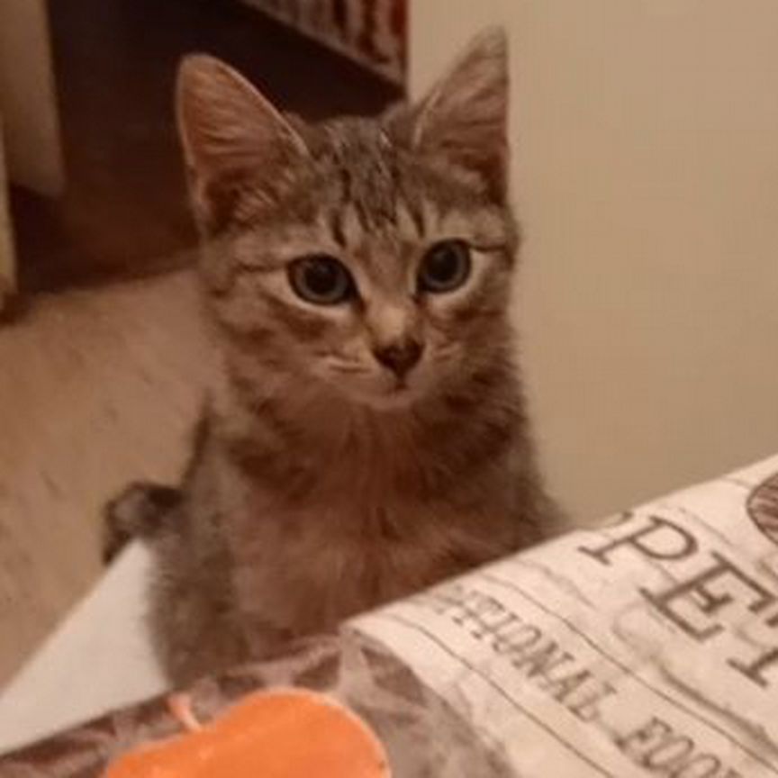 Кот 8 месяцев
