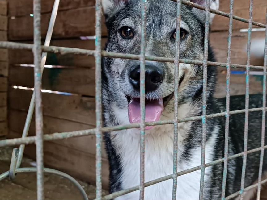 Собака в добрые руки, девочка