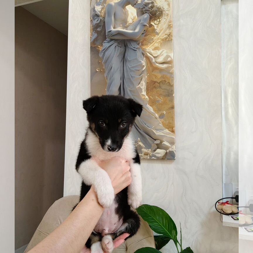 Щенок в добрые руки