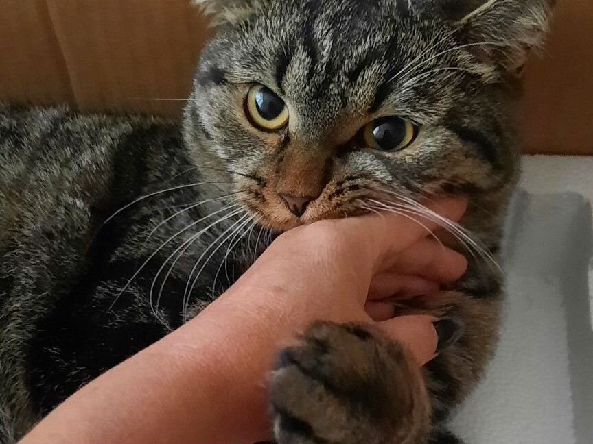 Кошка шотланка