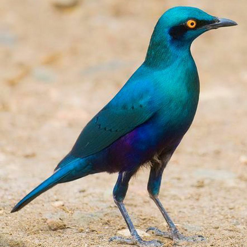 Стальной блестящий скворец