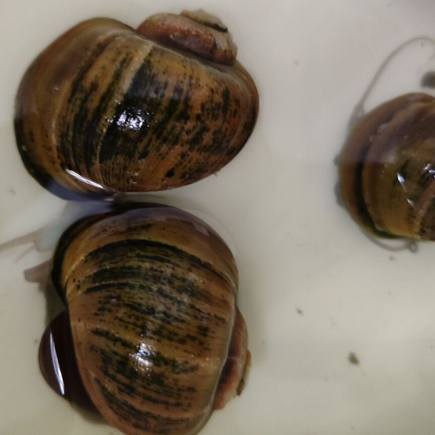 Улитки ампулярии