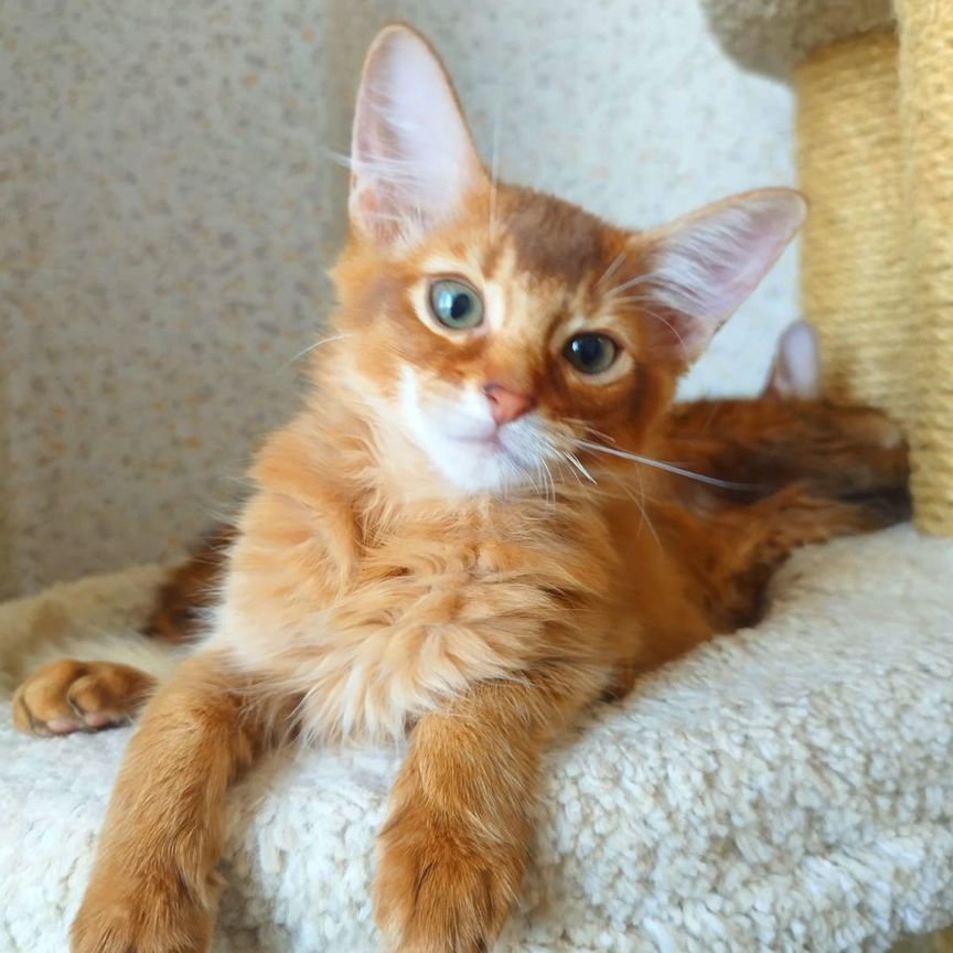 Котятки Сомали 3 мес