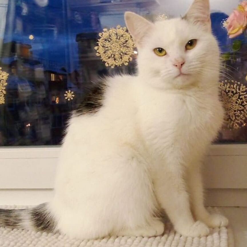 Кошка Витуся ищет семью