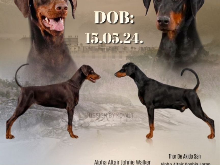 Щенки добермана