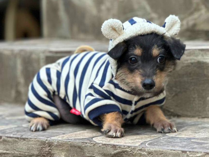 Щенок мальчик 5 месяцев