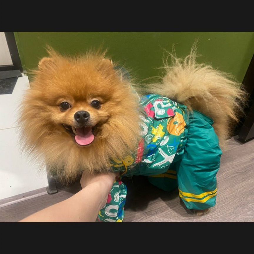 Комбинезон новый для шпица