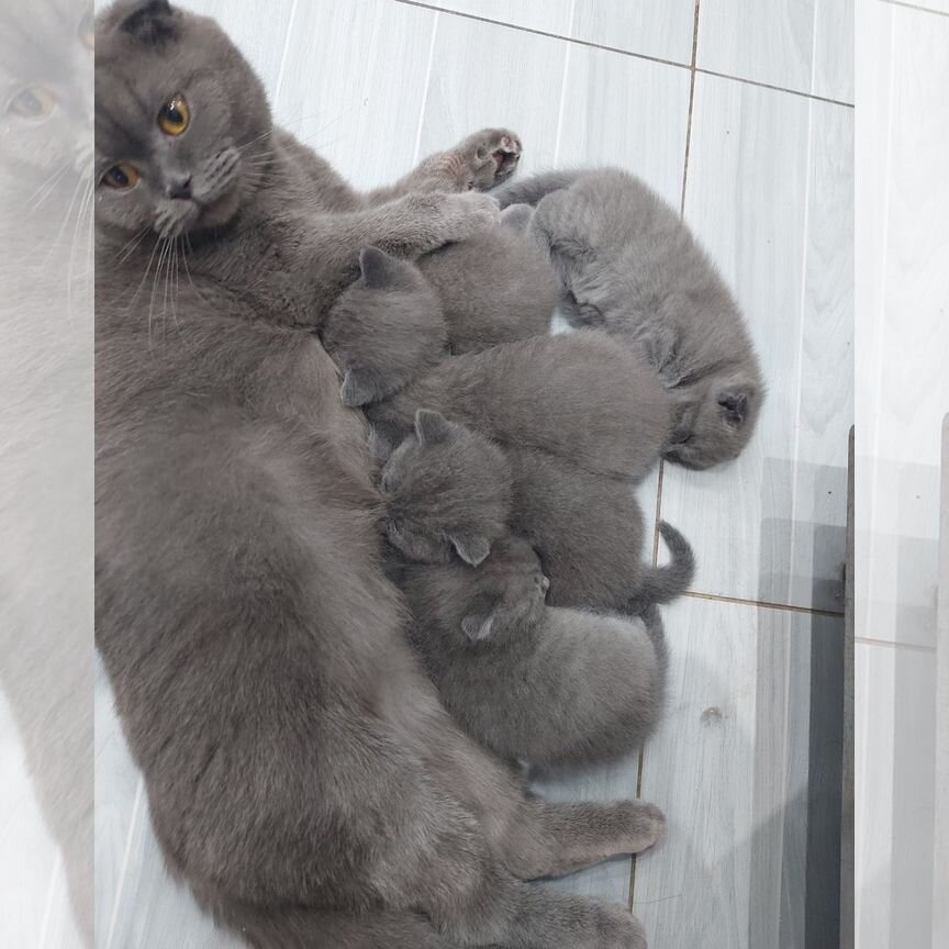 Котята