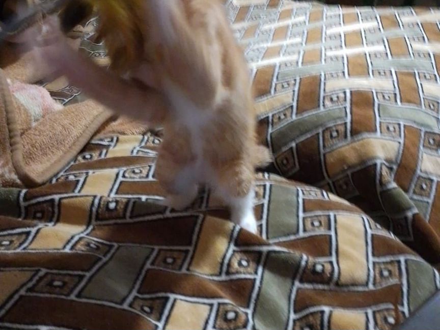Котик в добрые руки
