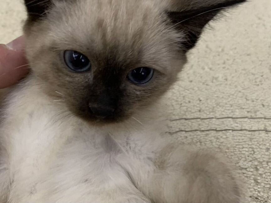 Сиамская кошечка