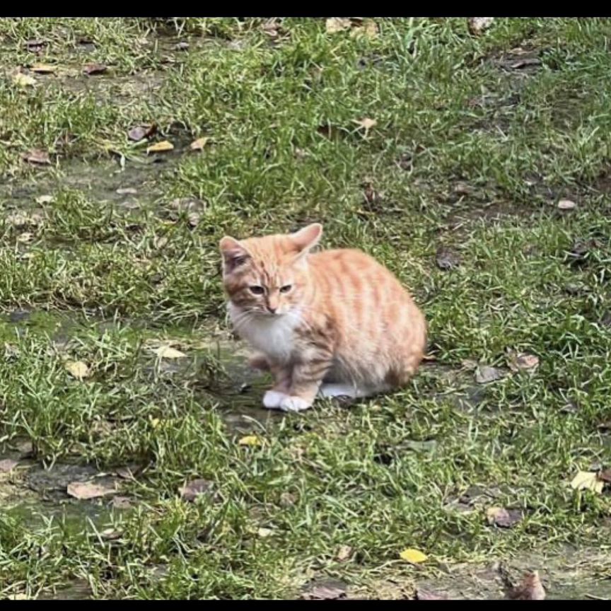 Котеенок