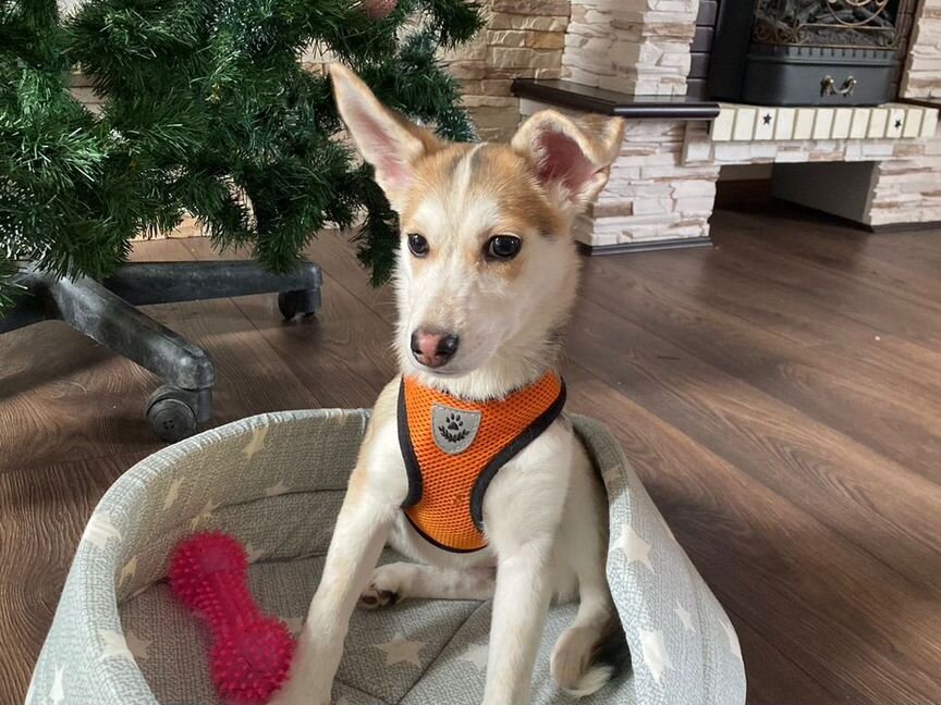 Собака в добрые руки