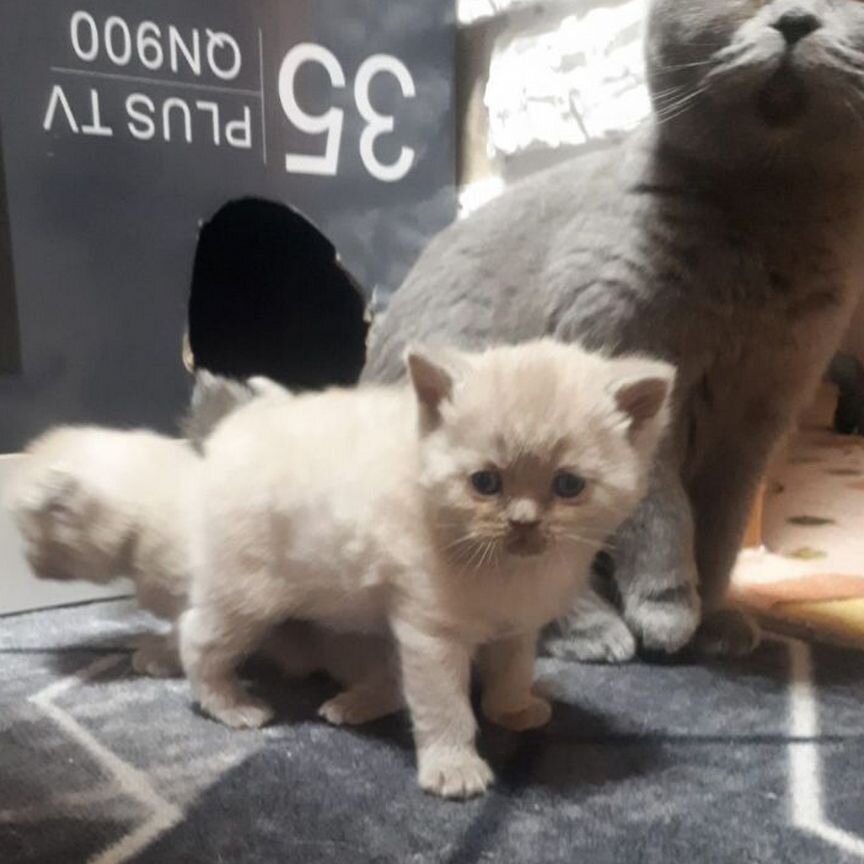Британский котёнок